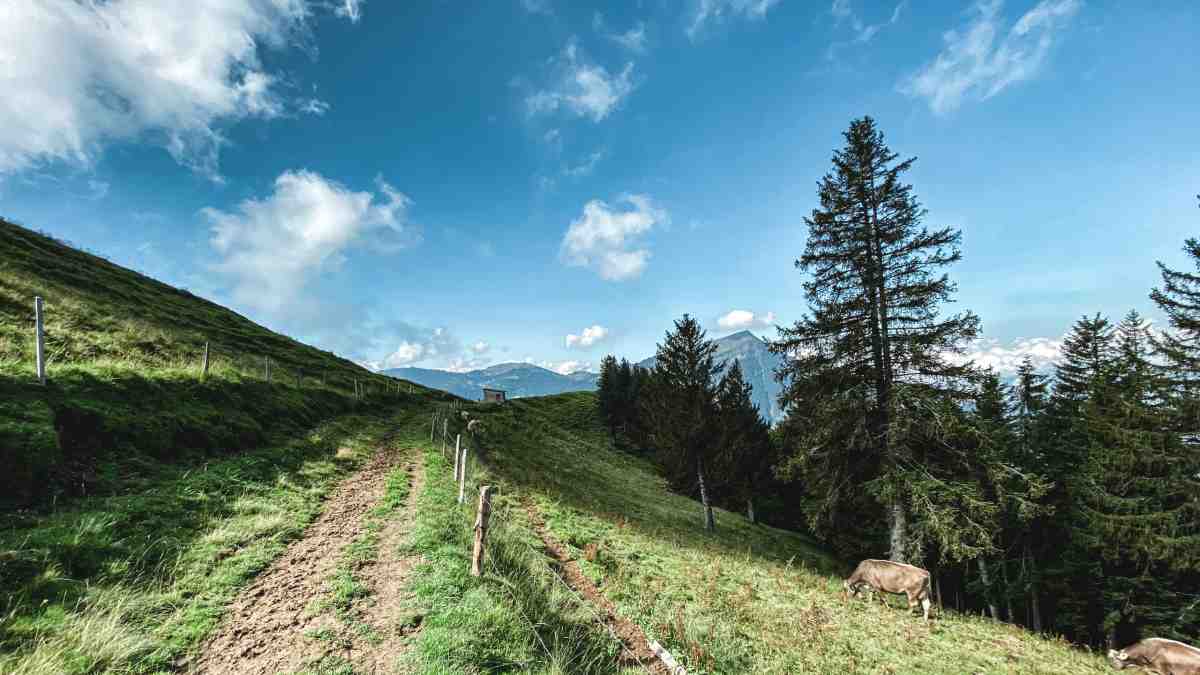 Zugerberg - Gnipen & Wildspitz - Zug.Run